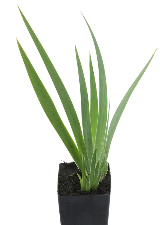 Organic Orris Root | Iris germanica var. florentina Plant - Mudbrick ...