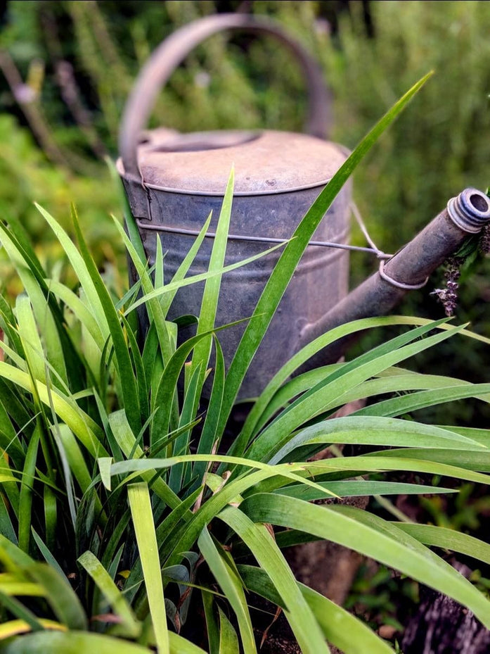 Organic Orris Root | Iris germanica var. florentina Plant - Mudbrick ...