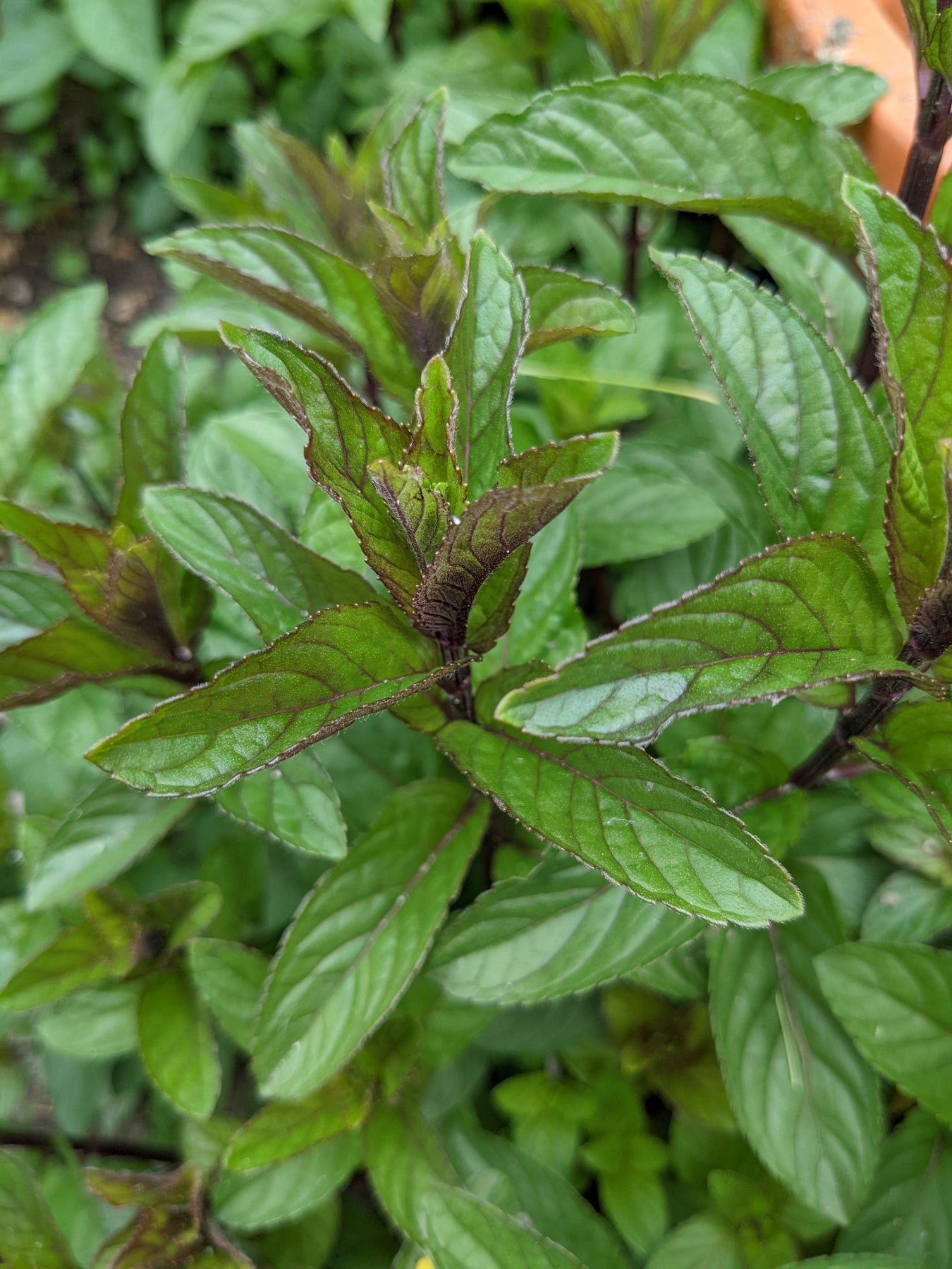 Organic Mint Peppermint Plants (Mentha x piperita) } Shop Now ...