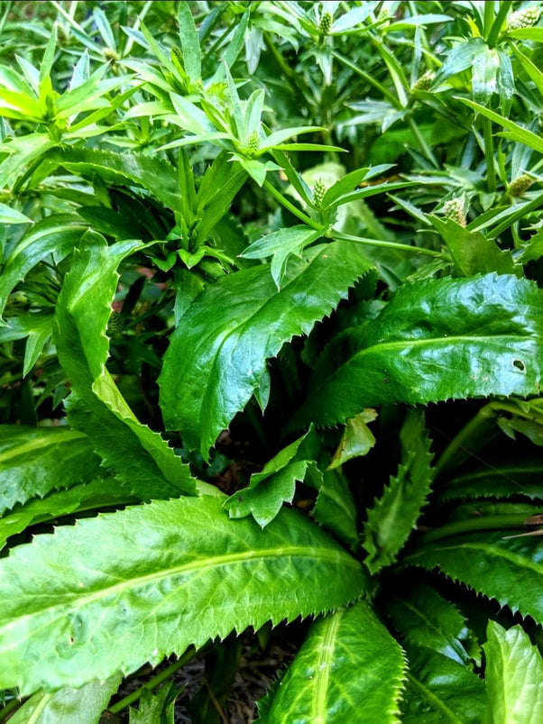 Organic Coriander Perennial (Sawtooth/Mexican) | Eryngium foetidum ...