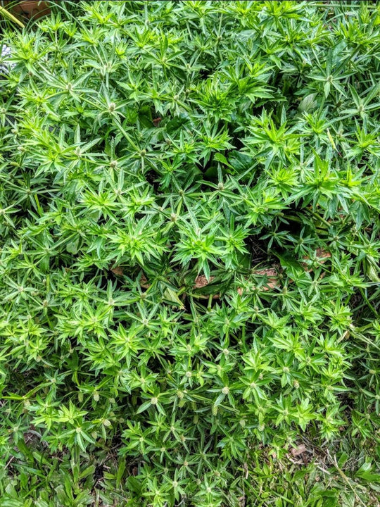 Organic Coriander Perennial (Sawtooth/Mexican) | Eryngium foetidum ...