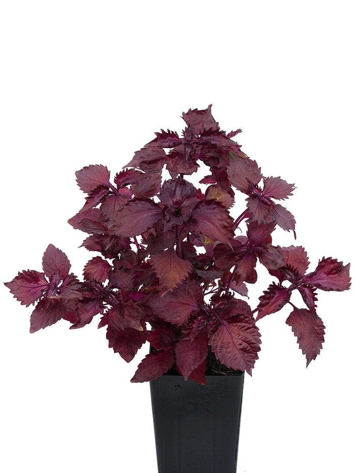 Organic Purple Perilla | Perilla frutescens Plant - Mudbrick Herb Cottage