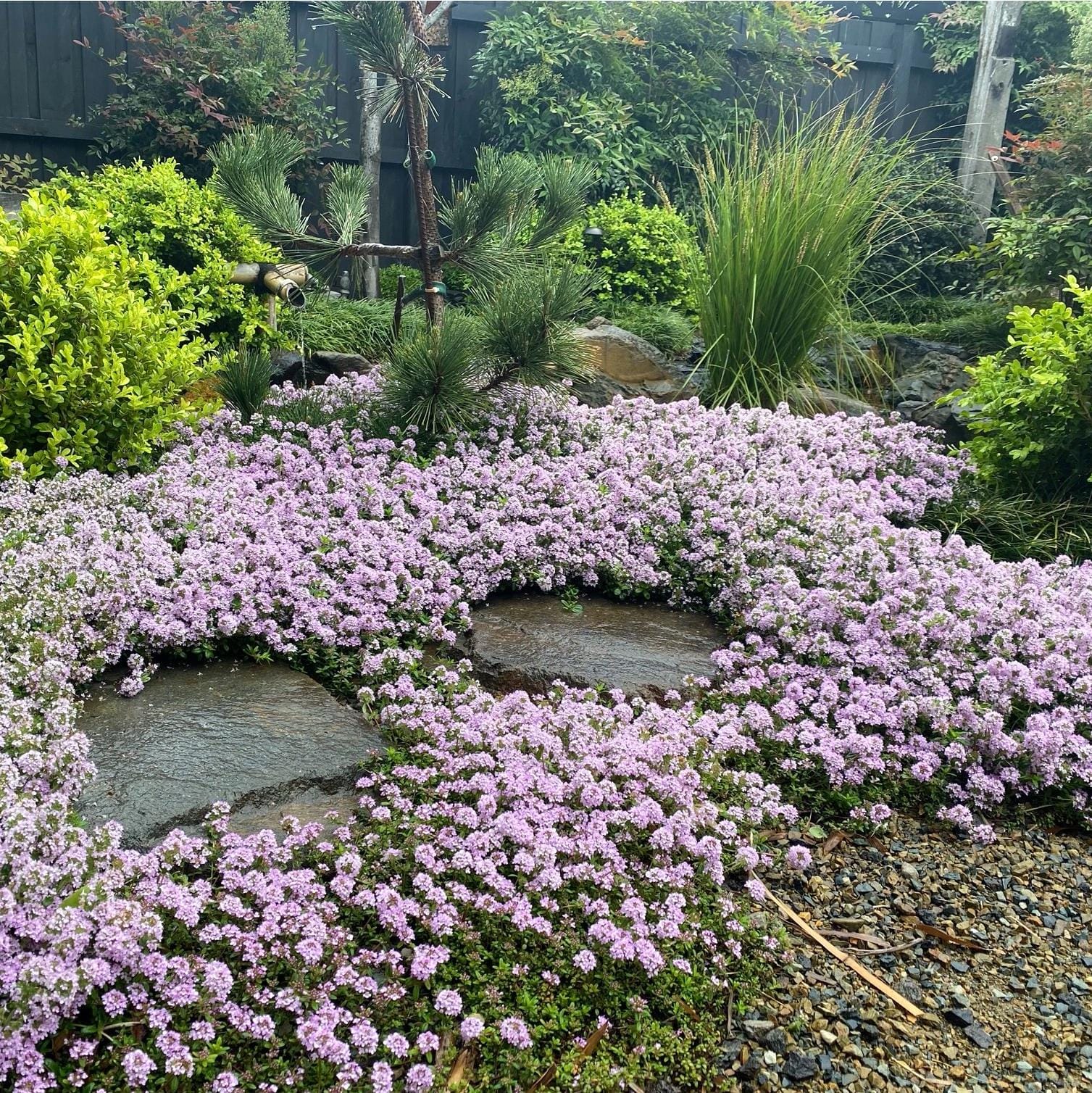 Organic Pink Chintz Thyme Plant - Mudbrick Herb Cottage