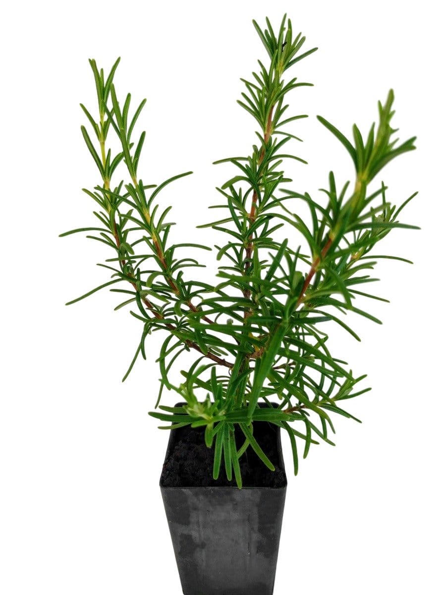 Organic Pink Flowering Rosemary Plant - Mudbrick Herb Cottage