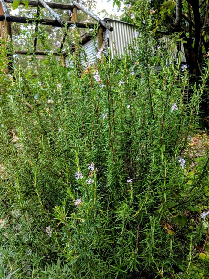 Organic Pink Flowering Rosemary Plant - Mudbrick Herb Cottage