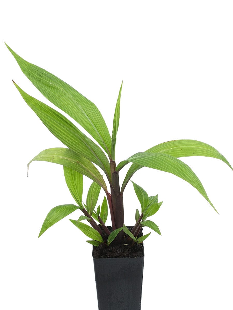 Organic Pit Pit | Setaria palmifolia Plant - Mudbrick Herb Cottage