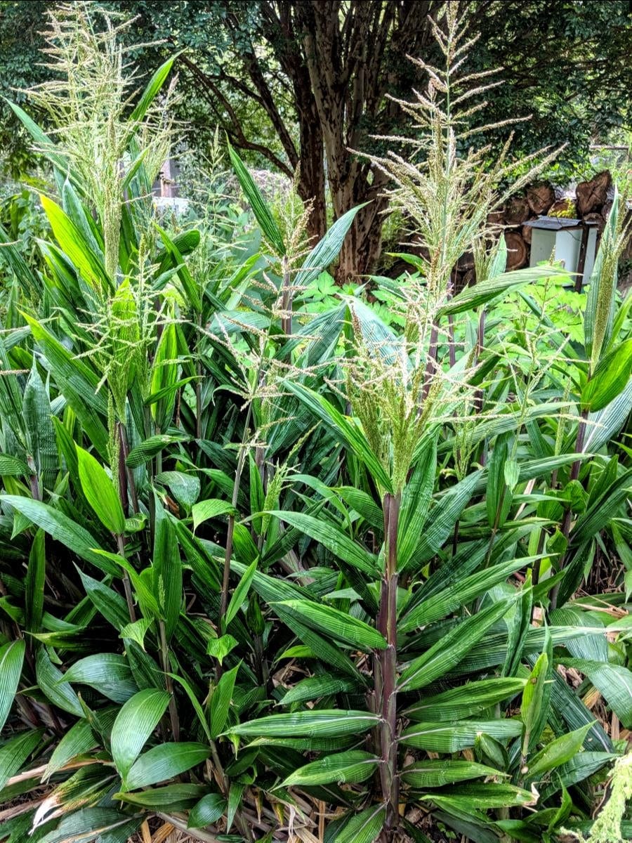 Organic Pit Pit | Setaria palmifolia Plant - Mudbrick Herb Cottage