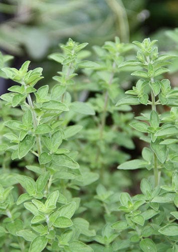 Organic Pot Marjoram | Origanum onites Plant - Mudbrick Herb Cottage