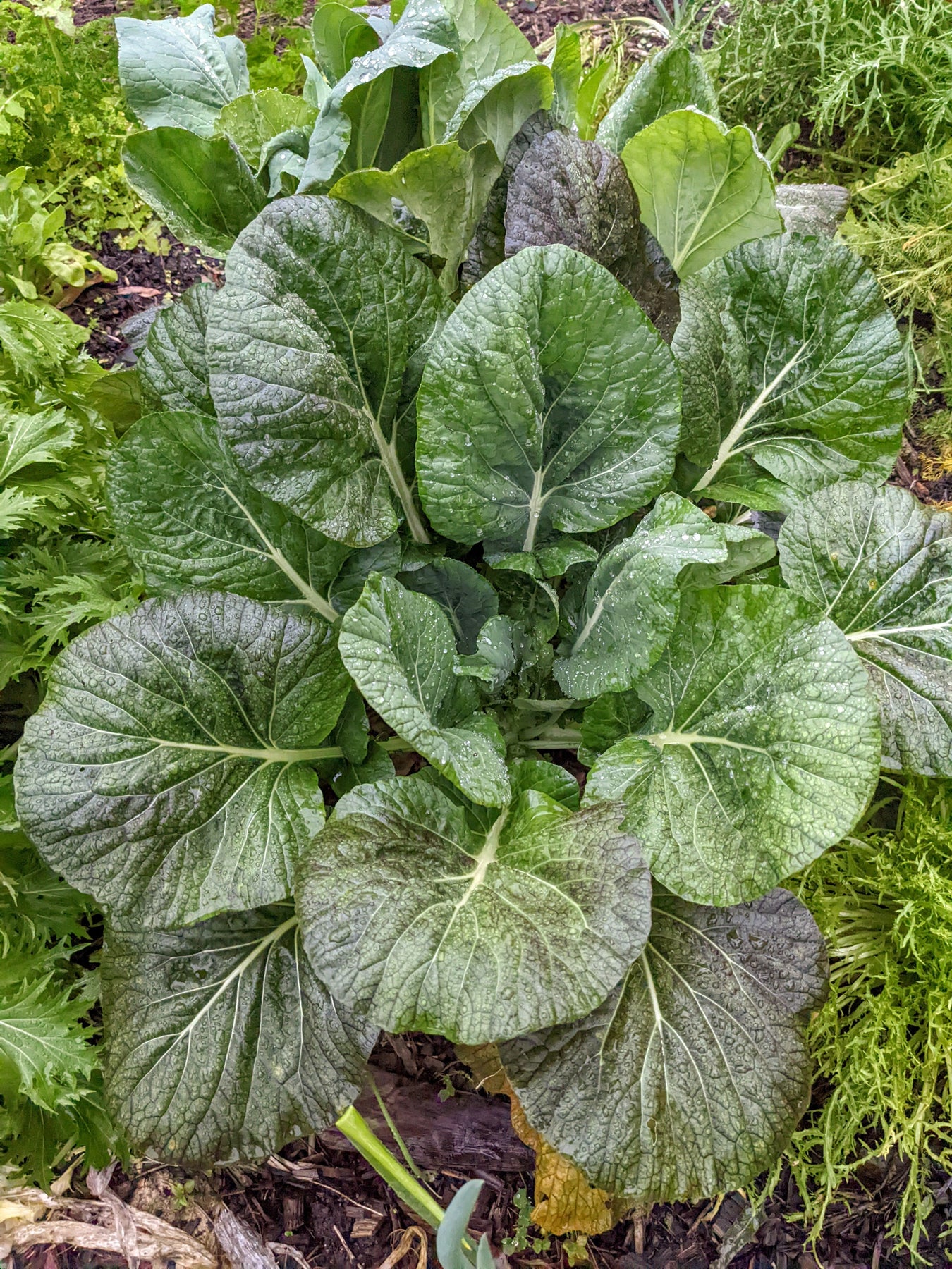 Organic Tatsoi Purple | Brassica narinosa Plant - Mudbrick Herb Cottage
