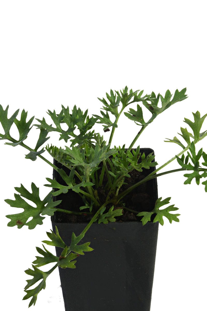 Organic Pyrethrum | Tanacetum cinerariifolium Plant – Mudbrick Herb Cottage