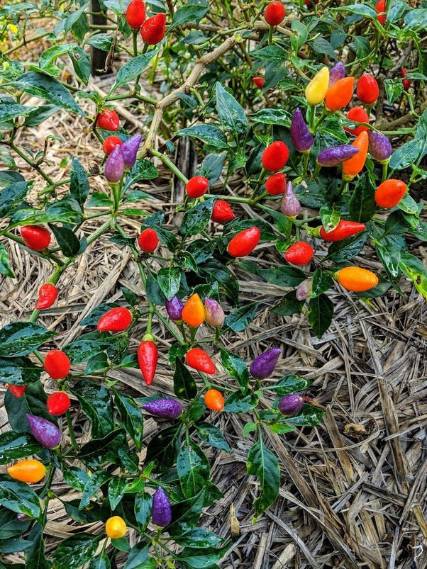 Organic Rainbow Chilli Plant - Mudbrick Herb Cottage