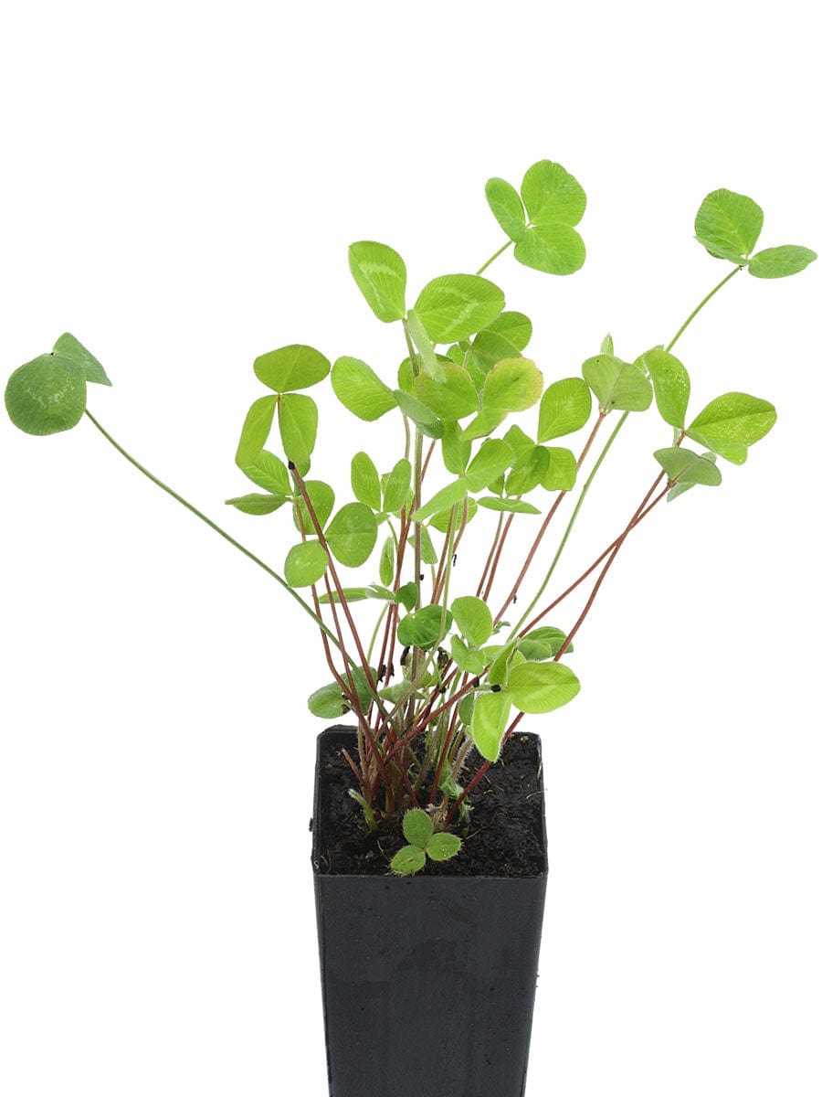 Organic Red Clover | Trifolium pratense Plant - Mudbrick Herb Cottage