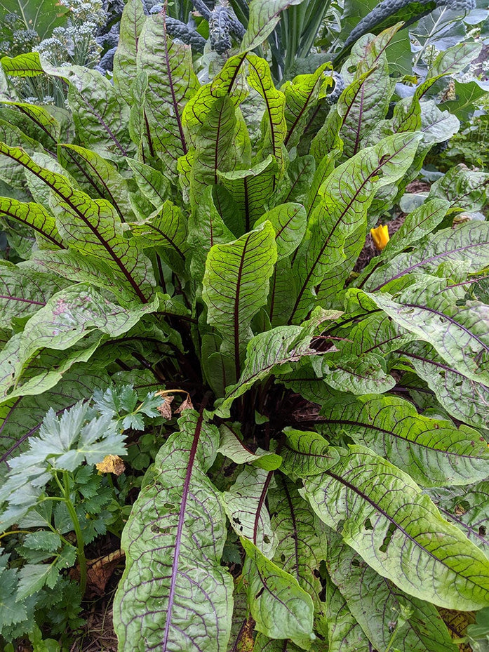 Organic Red Sorrel | Buy Rumex sanguineus Plants – Mudbrick Herb Cottage