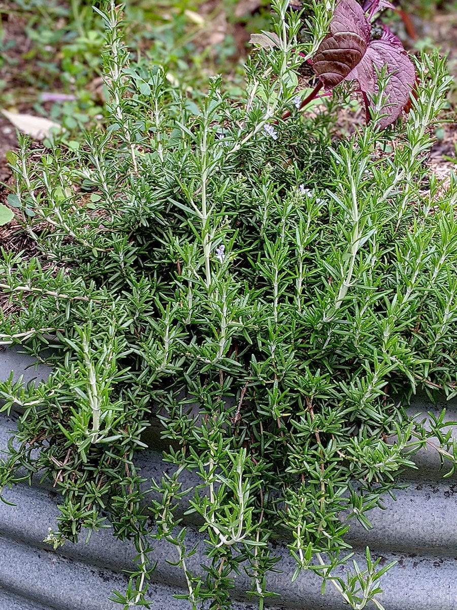 Organic Prostrate Rosemary Plant - Mudbrick Herb Cottage