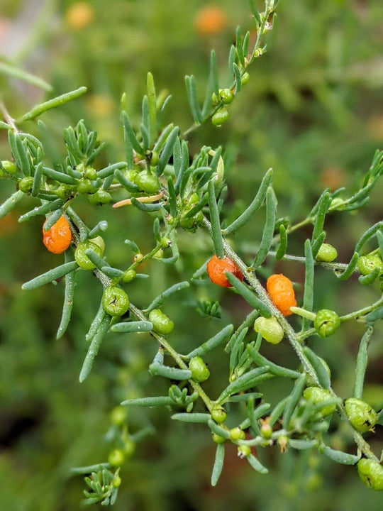 Ruby Saltbush | Enchylaena tomentosa Plant - Mudbrick Herb Cottage