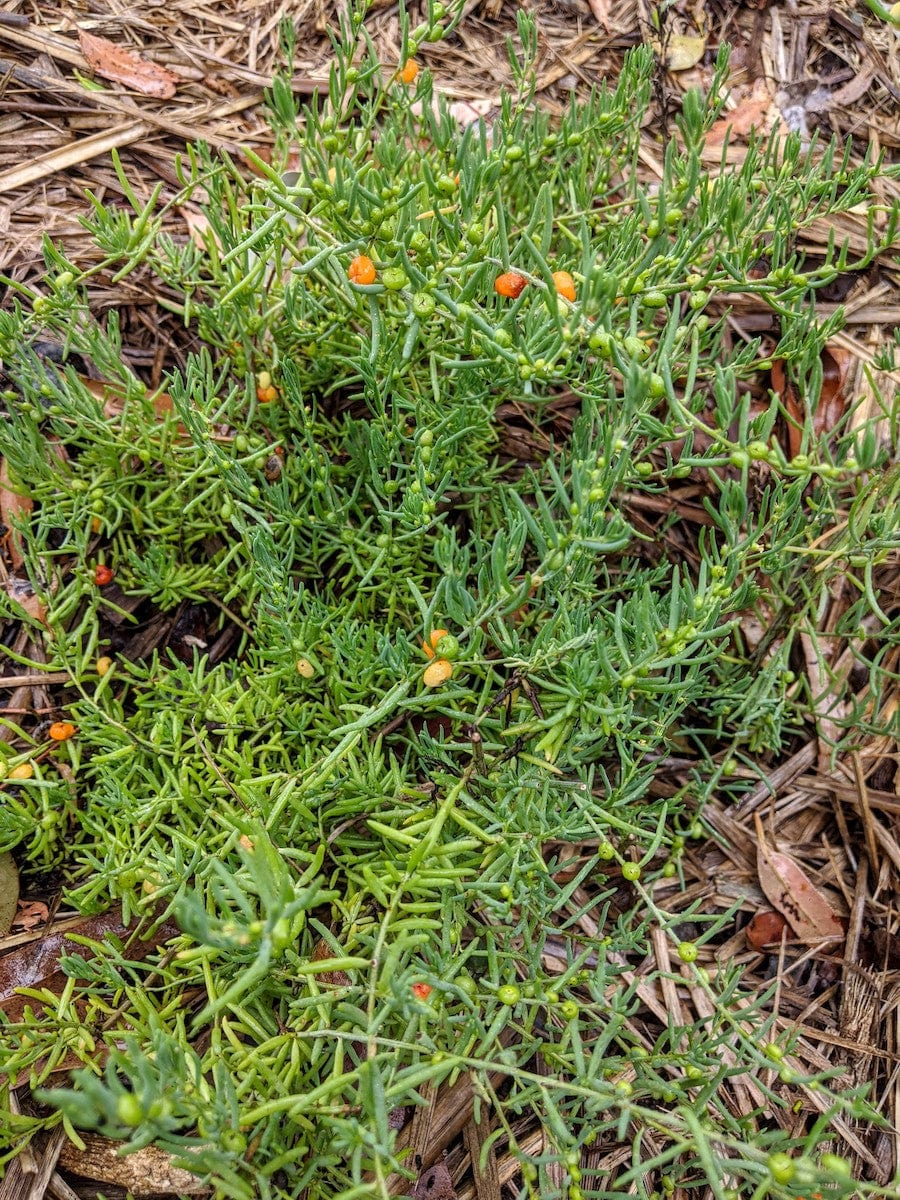 Ruby Saltbush | Enchylaena tomentosa Plant - Mudbrick Herb Cottage