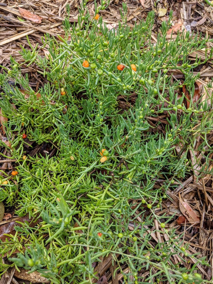 Ruby Saltbush | Enchylaena tomentosa Plant - Mudbrick Herb Cottage