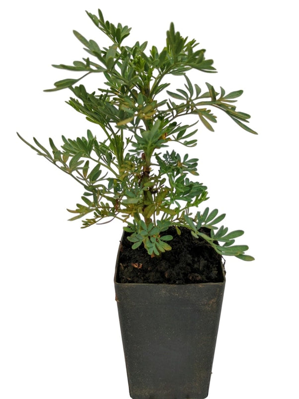 Organic Rue Plant Seedlings - Jackman's Blue Rue Plant – Mudbrick Herb ...