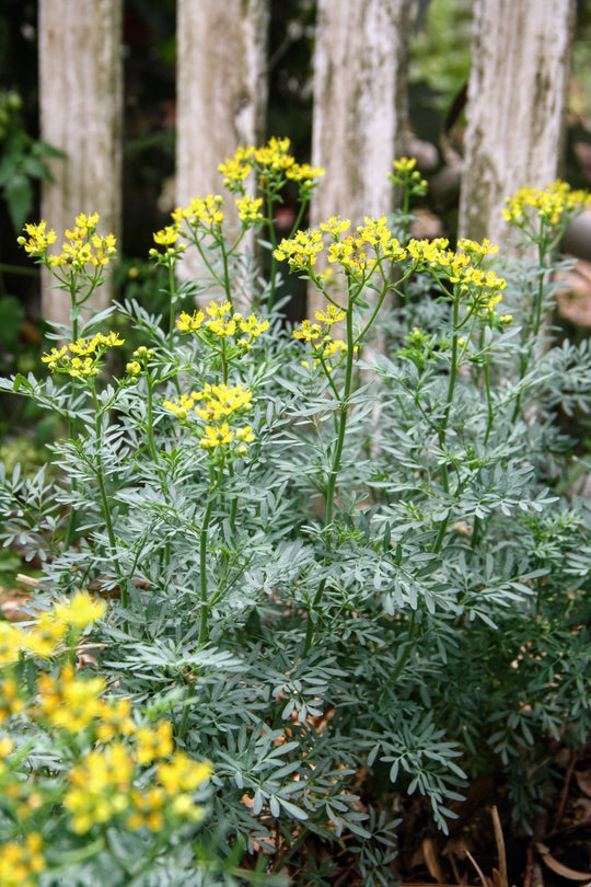 Organic Rue Plant Seedlings - Jackman's Blue Rue Plant – Mudbrick Herb ...