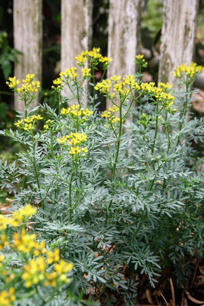 Organic Rue Plant Seedlings - Jackman's Blue Rue Plant – Mudbrick Herb ...