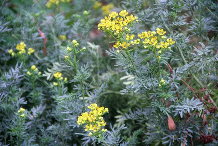 Organic Rue Plant Seedlings - Jackman's Blue Rue Plant – Mudbrick Herb ...