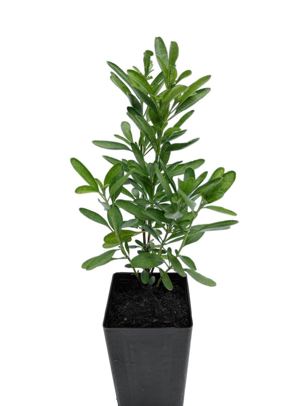 Organic Salvia greggii 'Alba' Plant – Mudbrick Herb Cottage