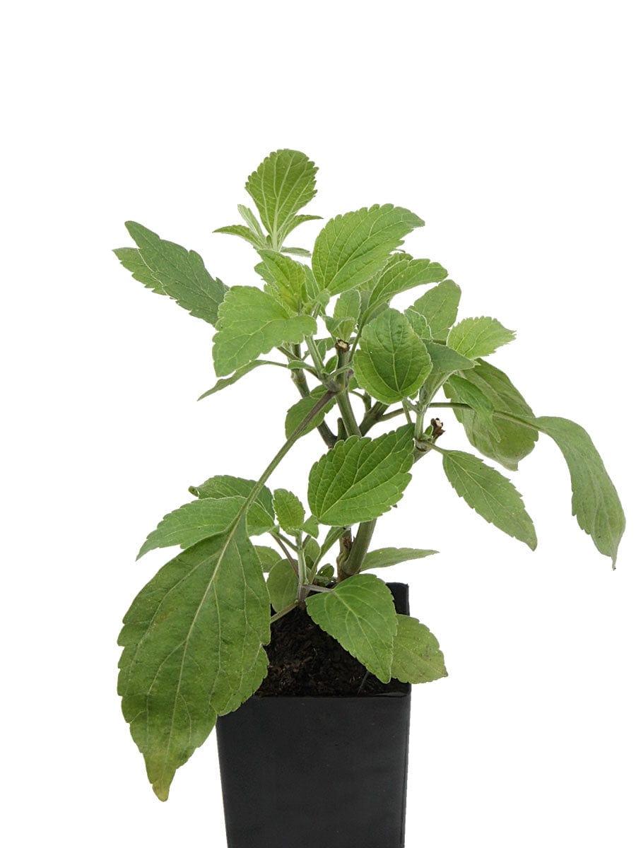 Organic Salvia Indigo Spires Plant - Mudbrick Herb Cottage