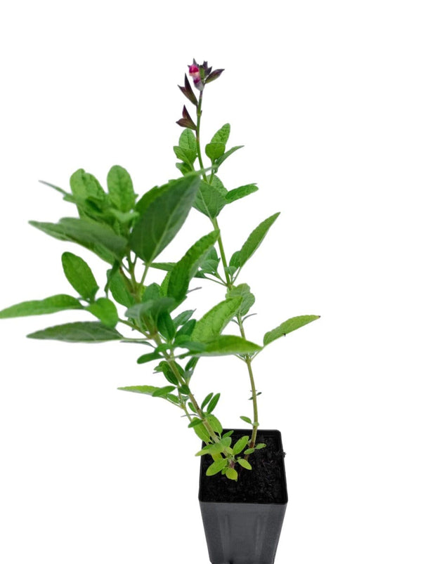Organic Salvia microphylla 'Sweet Laura' Plant - Mudbrick Herb Cottage