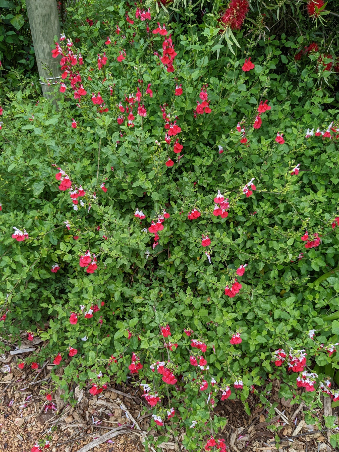 Organic Salvia microphylla 'Hot Lips' Plant - Mudbrick Herb Cottage