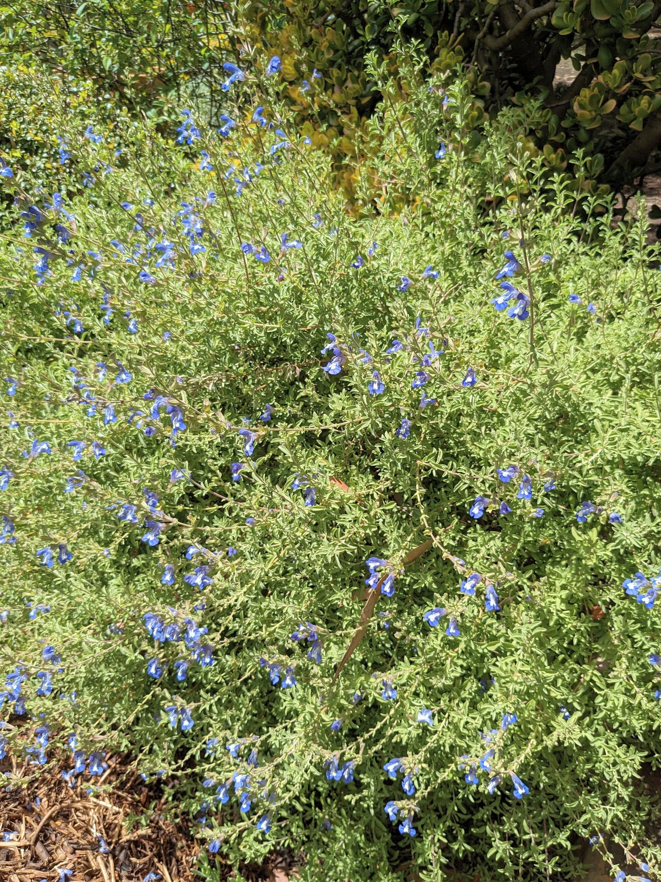 Organic Salvia muirri Plant - Mudbrick Herb Cottage