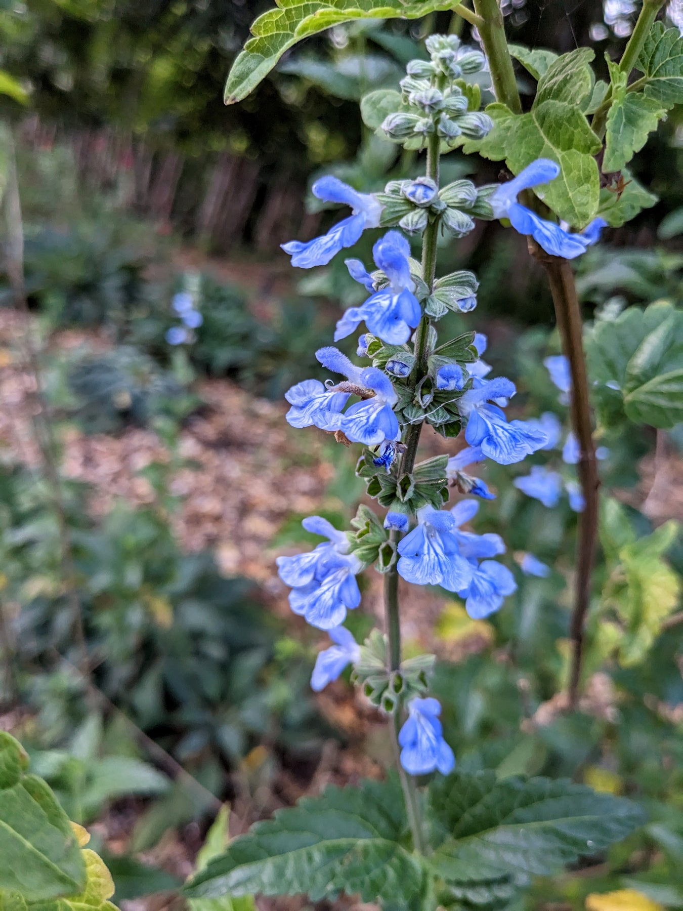 Organic Salvia pallida Plant - Mudbrick Herb Cottage