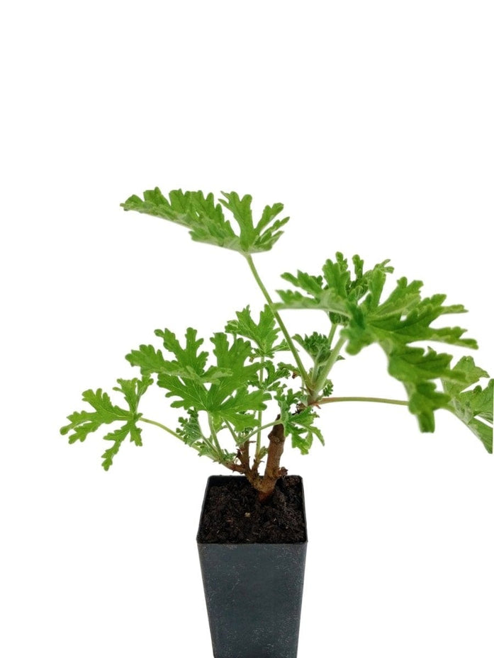 Organic Scented Geranium Citronella Plant - Mudbrick Herb Cottage