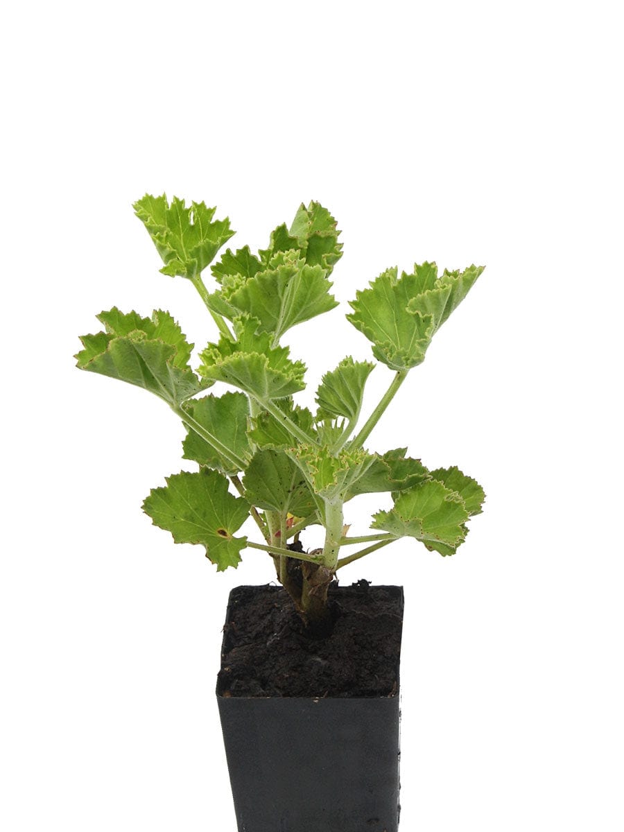 Organic Scented Geranium Ginger Plant – Mudbrick Herb Cottage