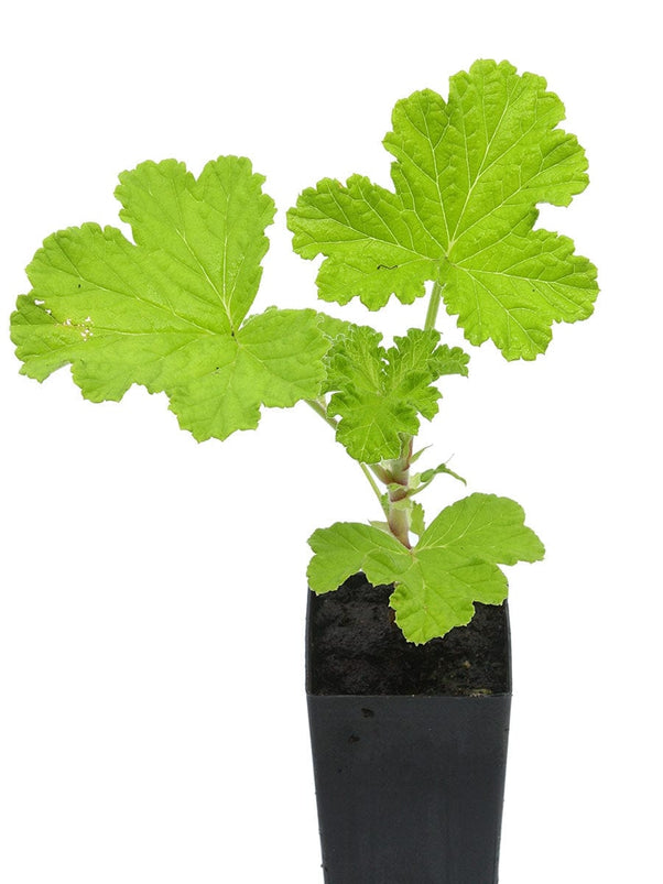 Organic Lemon Verbena Scented Geranium Plant - Mudbrick Herb Cottage
