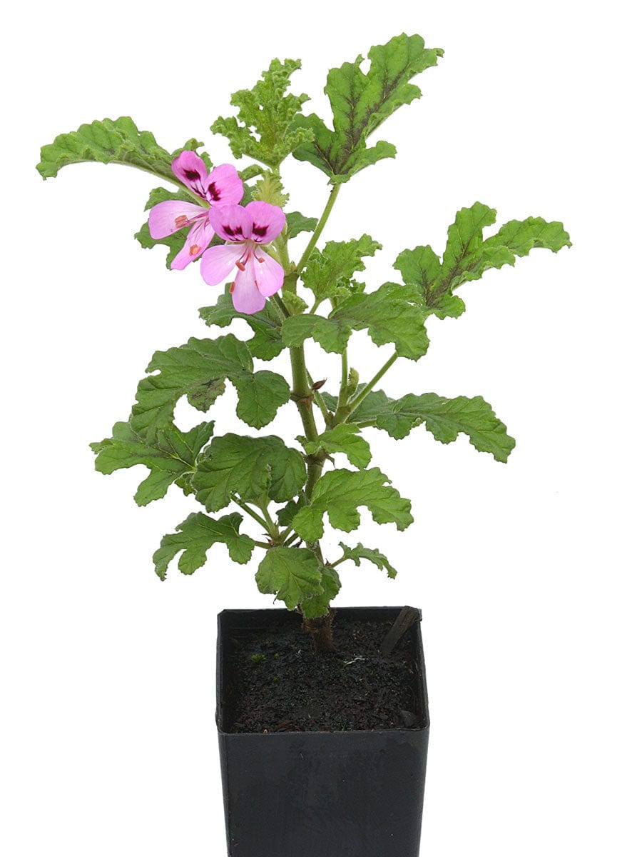 Organic Scented Geranium Pine Plant – Mudbrick Herb Cottage