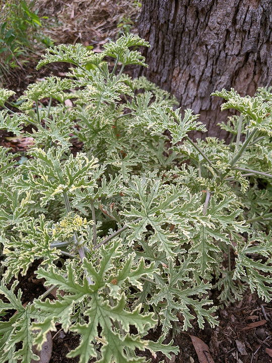 Organic Scented Geranium Variegated Mint Rose Plant - Mudbrick Herb Cottage