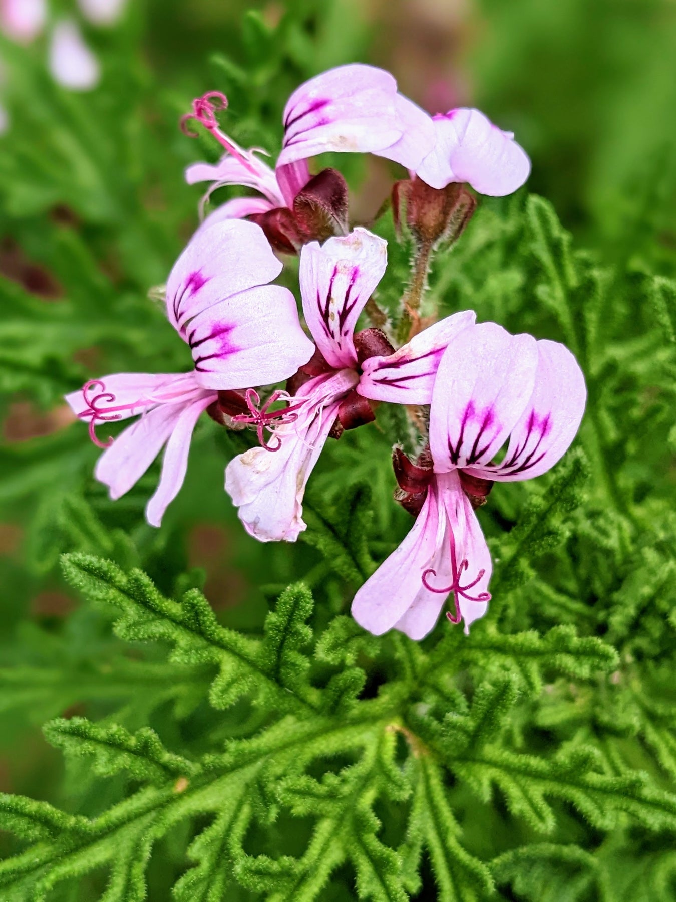 Organic Scented Geranium Candy Dancer Plant - Mudbrick Herb Cottage