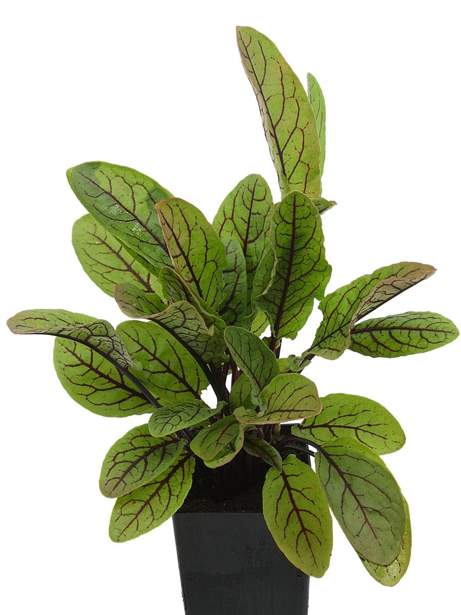 Organic Red Sorrel | Buy Rumex sanguineus Plants – Mudbrick Herb Cottage
