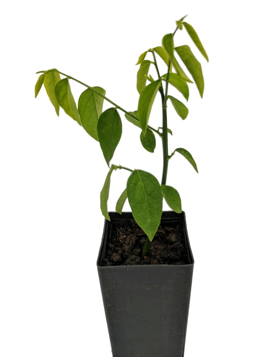 Organic Sweet Leaf | Sauropus androgynus Plant - Mudbrick Herb Cottage