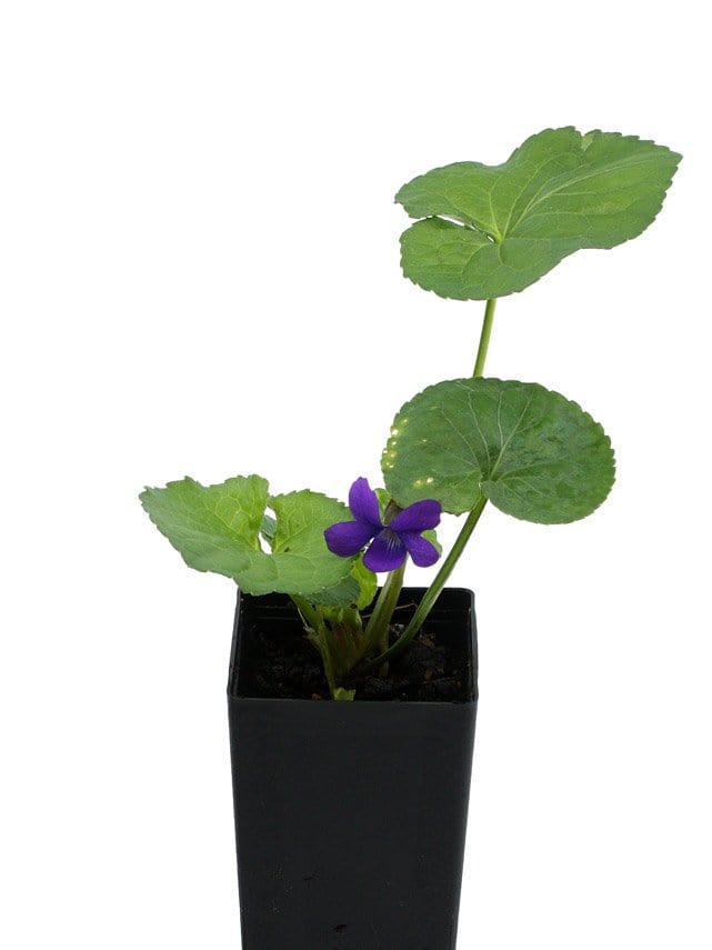 Organic Sweet Violet | Viola odorata Plant – Mudbrick Herb Cottage
