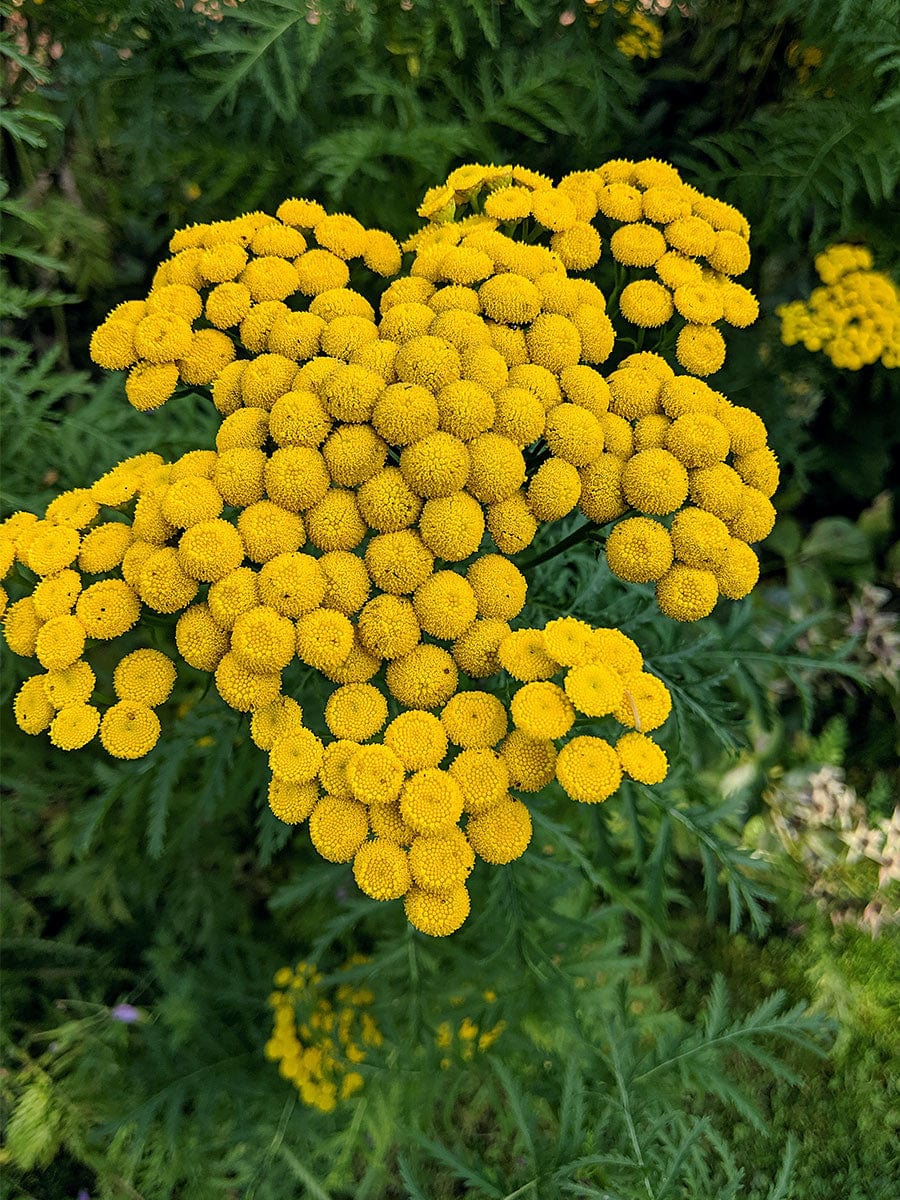 Organic Tansy | Tanacetum vulgare Plant - Mudbrick Herb Cottage