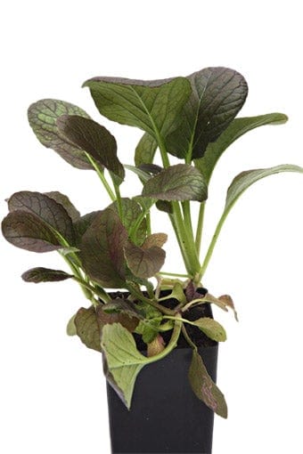Organic Tatsoi Purple | Brassica narinosa Plant - Mudbrick Herb Cottage