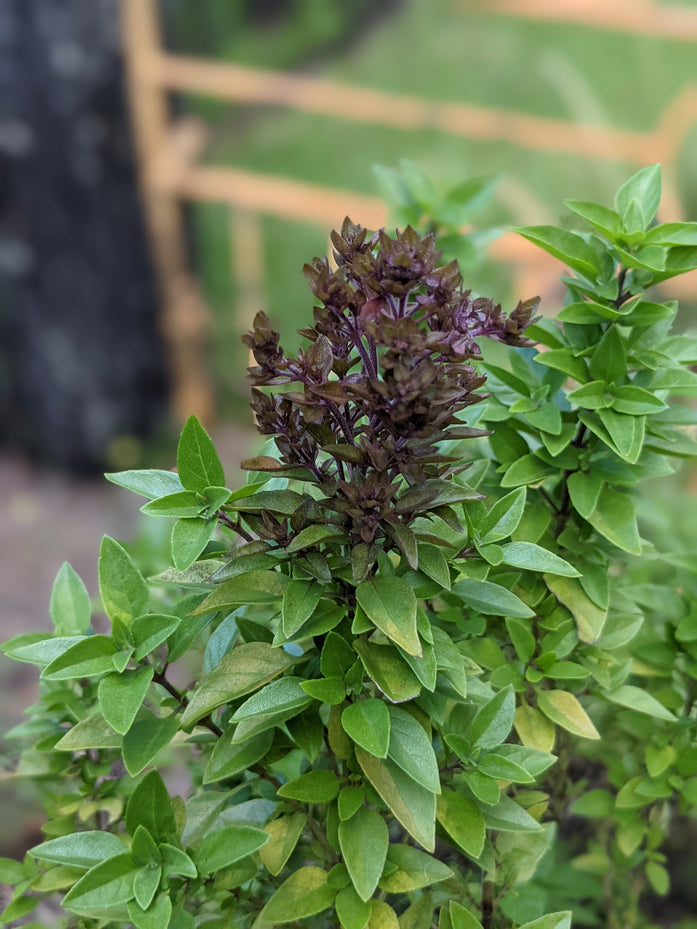 Thai Bush Basil Plant - Mudbrick Herb Cottage