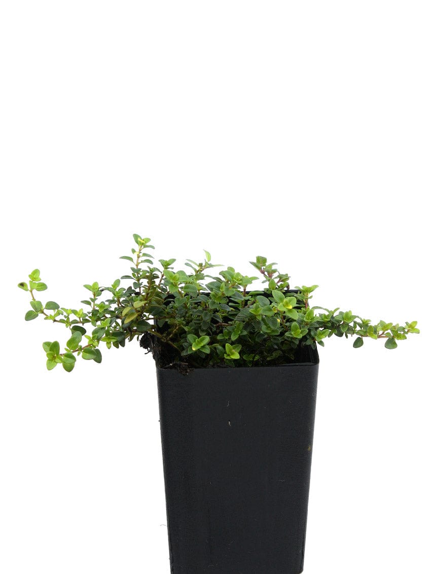 Organic Doone Valley Thyme Plant - Mudbrick Herb Cottage