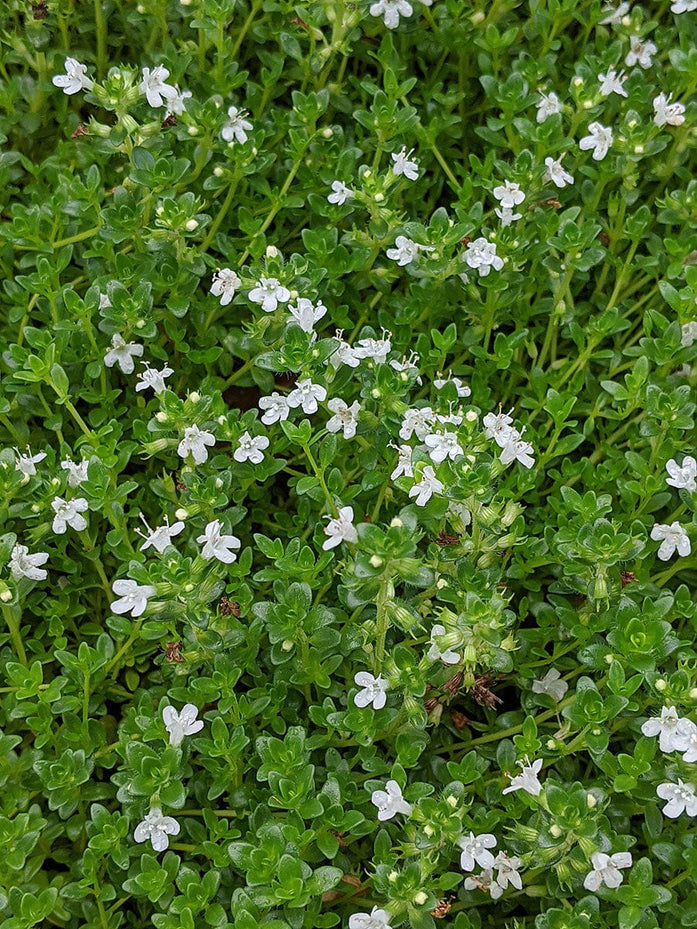 White Creeping Thyme | Certified-Organic Thymus Plant - Herb Cottage ...