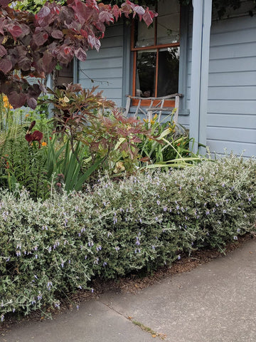 Organic Tree Germander | Teucrium fruticans Plant - Mudbrick Herb Cottage