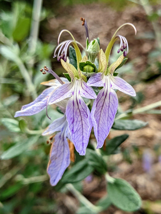 Organic Tree Germander | Teucrium fruticans Plant - Mudbrick Herb Cottage