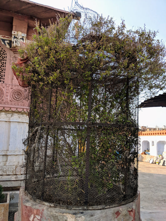 Organic Tulsi Krishna Basil | Ocimum tenuiflorum Plant - Buy Online ...