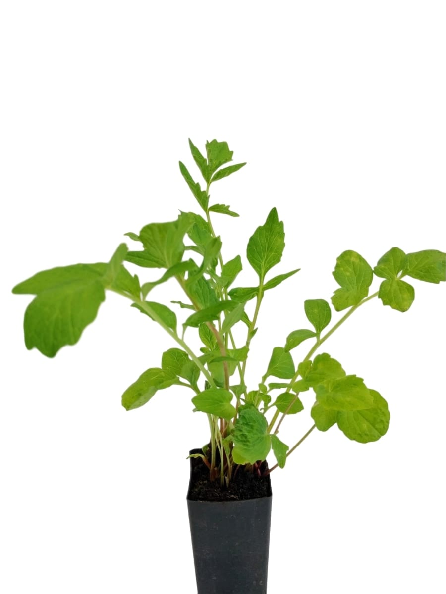 Organic Valerian | Valeriana officinalis Plant - Mudbrick Herb Cottage