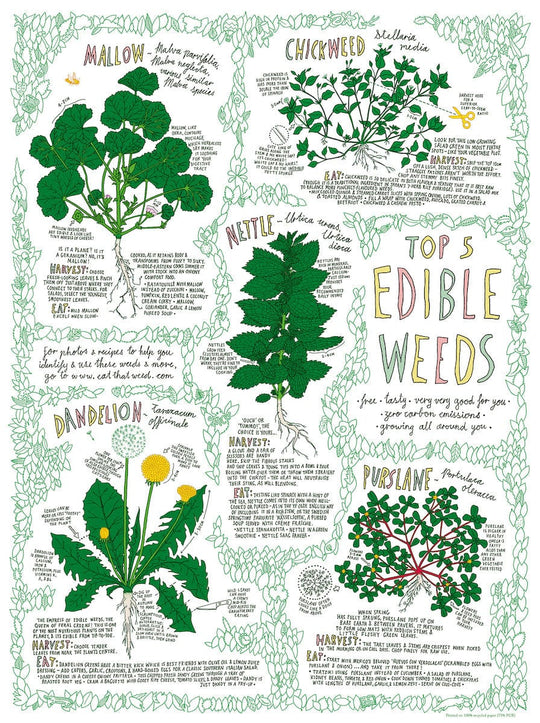 Top 5 Edible Weed Poster - Mudbrick Herb Cottage